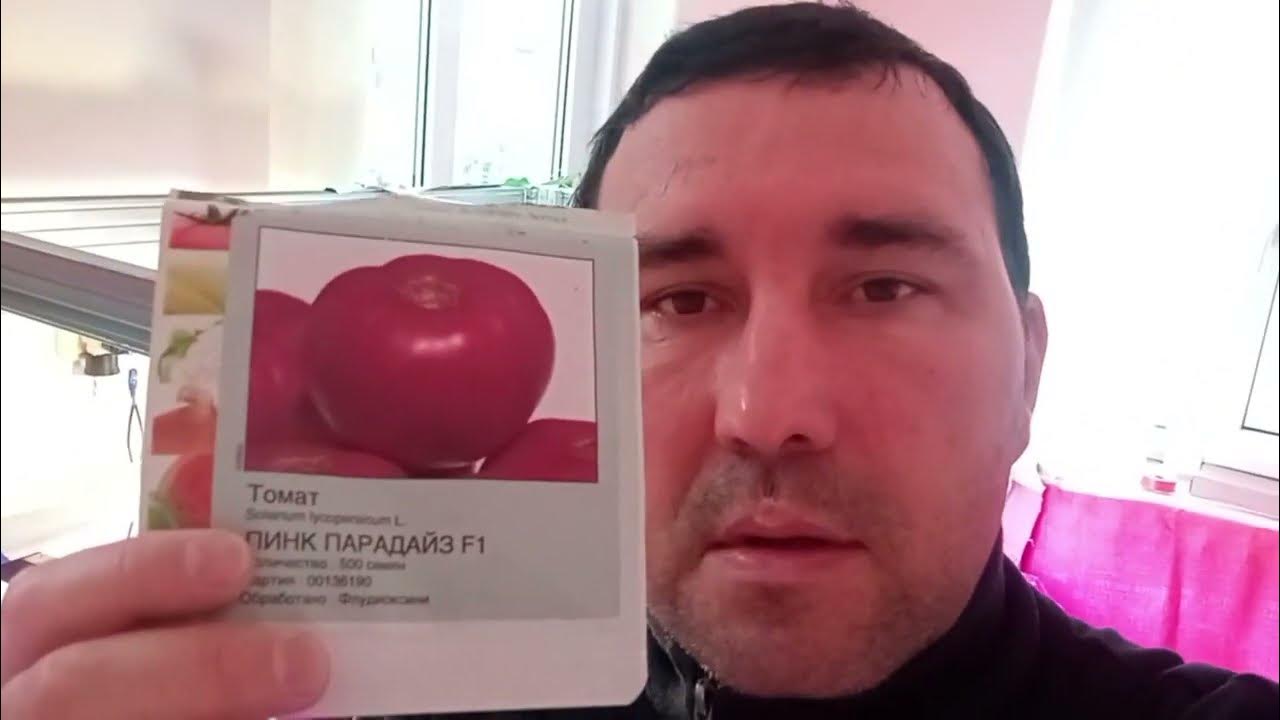Помидоры Пинк Парадайз 2025 взошли - YouTube