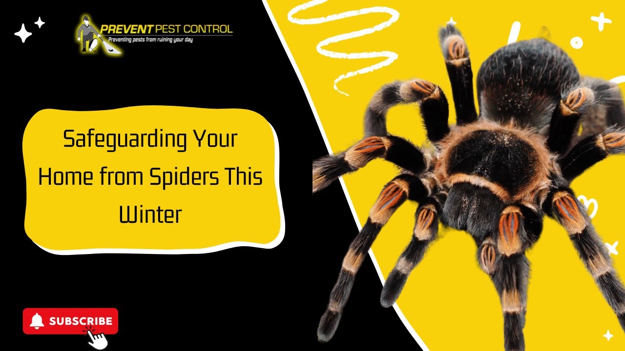 Safeguarding Your Home from Spiders This Winter - YouTube