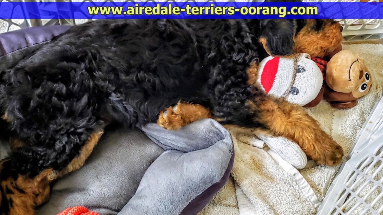 large airedale puppy - Oorang Airedale Puppy - YouTube