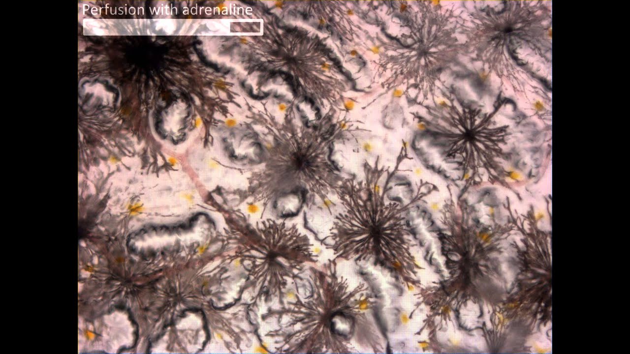 Fish Melanophores & Adrenaline - YouTube