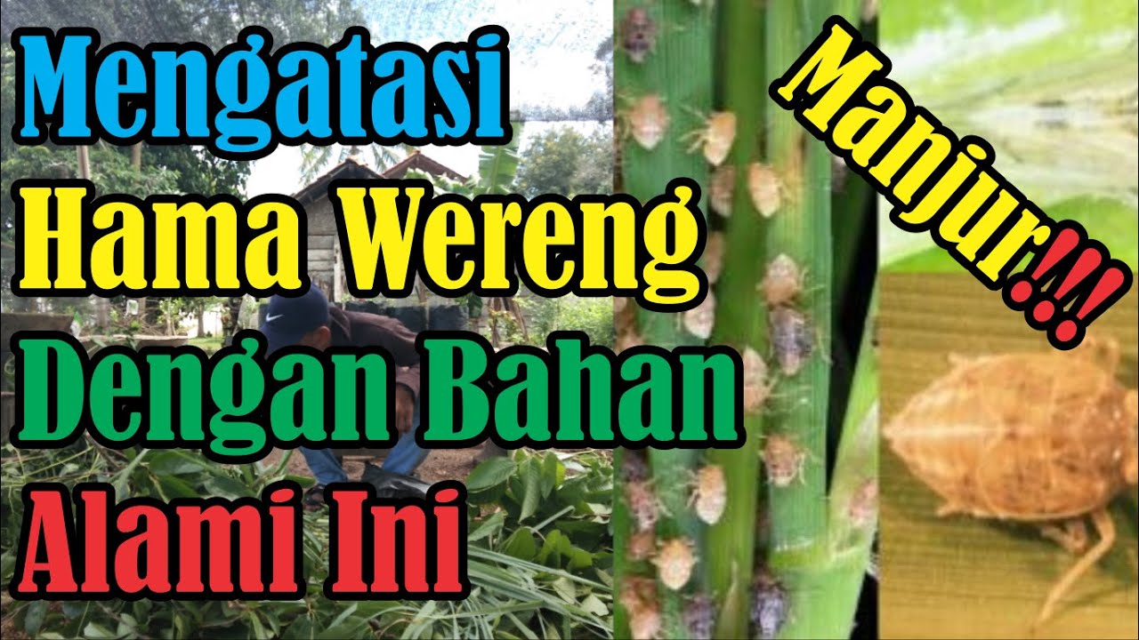 Pestisida Nabati (PesNab) Untuk Menanggulangi Hama Wereng (Nilaparvata ...