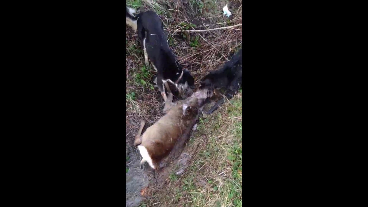 Misses and hobo coursing a deer - YouTube
