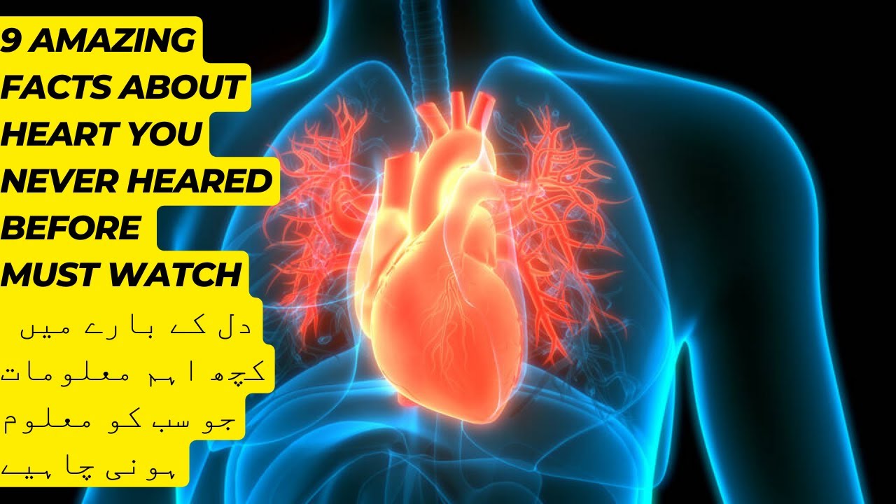 Facts About Human Heart Top 8 Amazing Facts About Heart Most