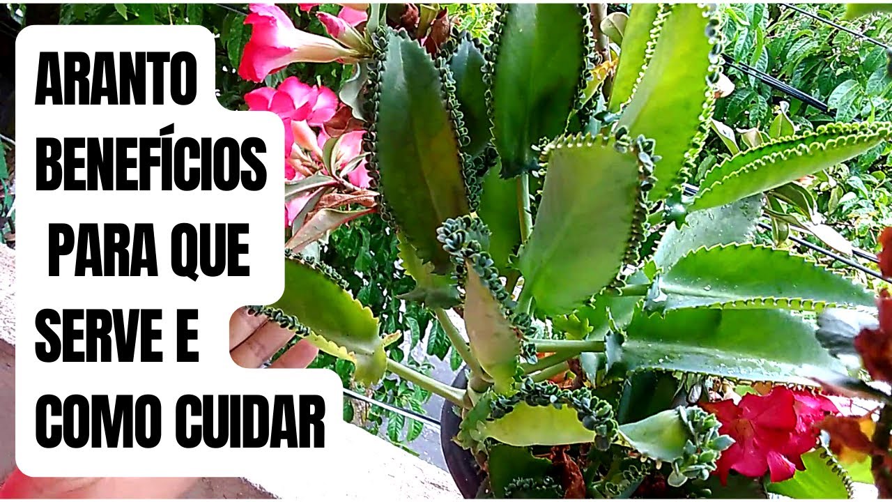 Benefícios do Aranto para que serve e como cuidar em vaso | Plantas ...