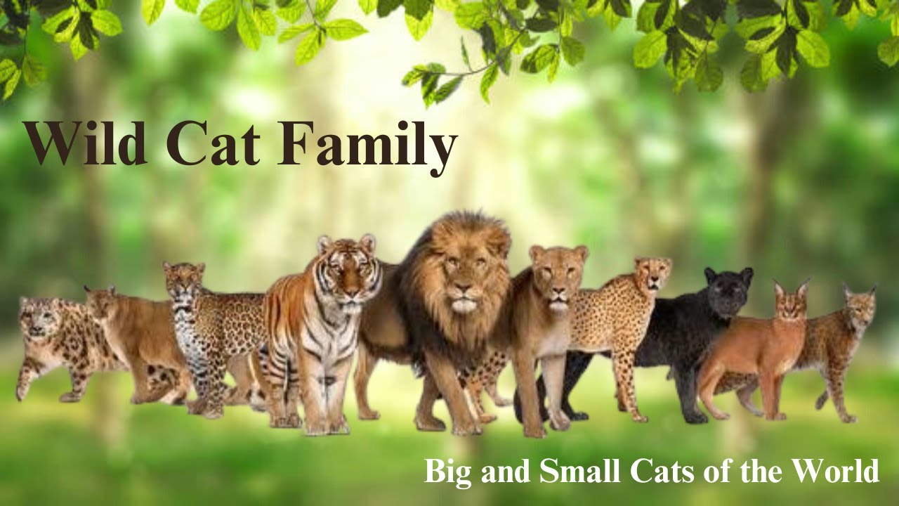 The Ultimate Wild Cat Family: Lions to Pallas's Cat – Discover the Big ...