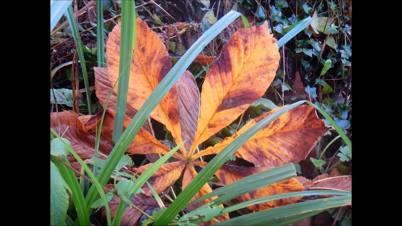 Paolo Nutini Autumn Leaves YouTube paolo-nutini-autumn-leaves-youtube