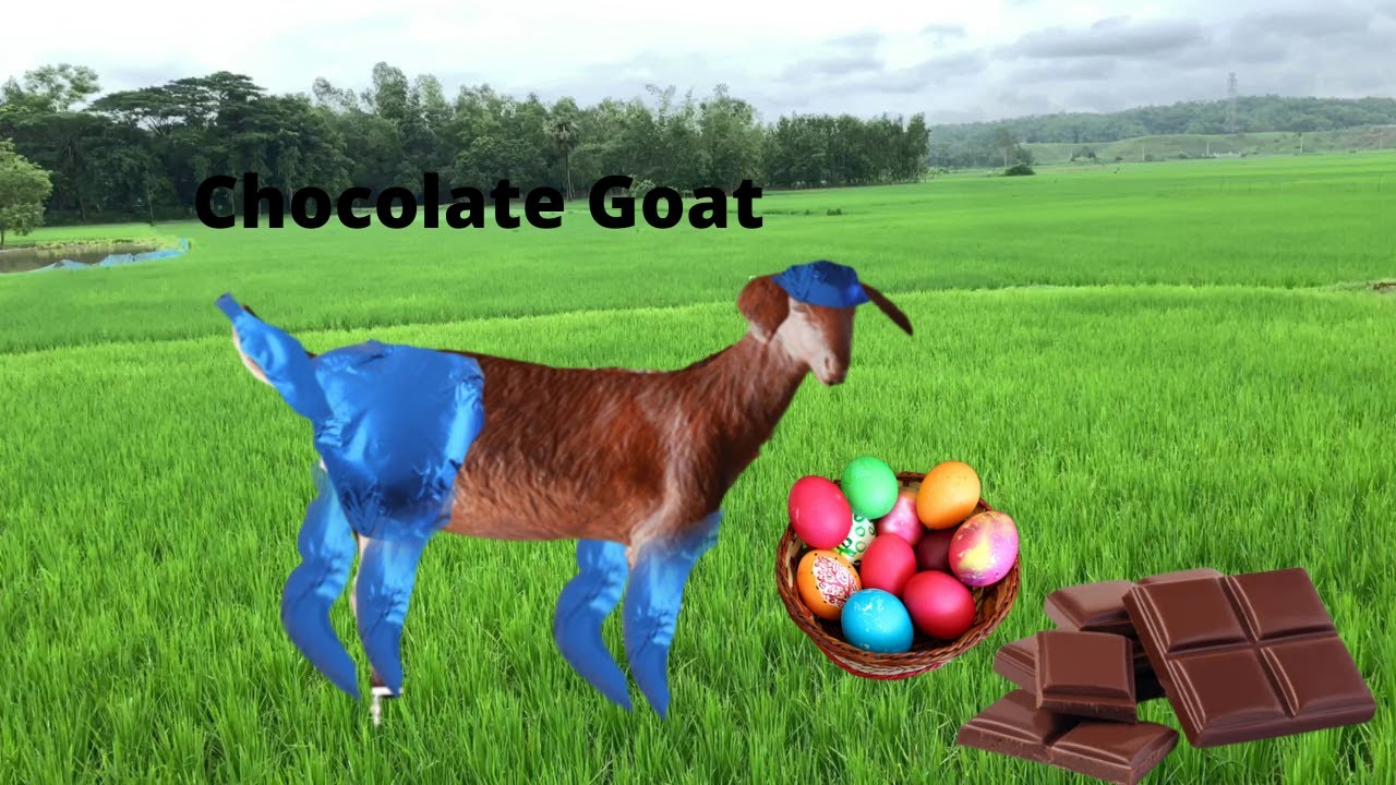 Chocolate goat - Unlocking and showcasing - YouTube
