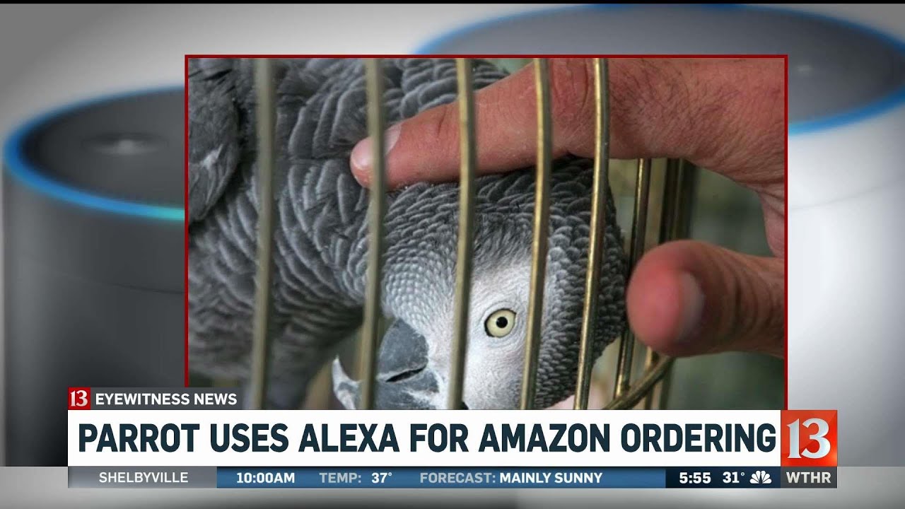 Parrot uses 'Alexa' device for Amazon ordering - YouTube