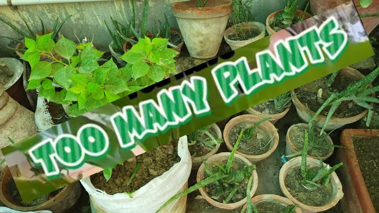 TOO MANY PLANT CARE INDOOR PLANTS 🪴EPIC GARDENING. - YouTube