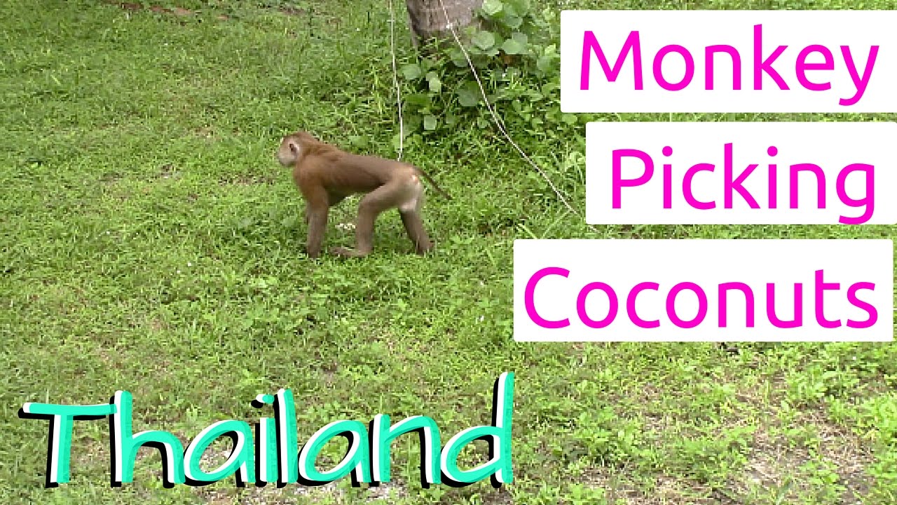 Monkey Picking Coconuts - YouTube