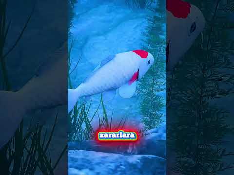 Balığı Solungaçlarından Tutarsan Ne Olur? 😢🎣