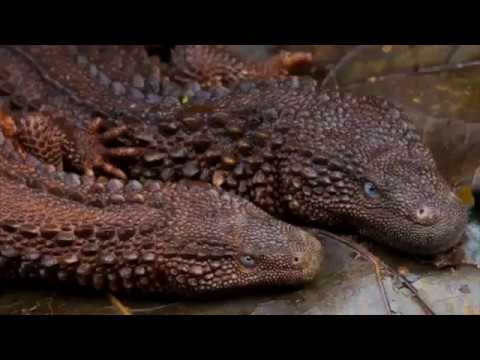 Borneo Earless Monitors Resemble Dragons And Are The “Holy Grail” Of ...