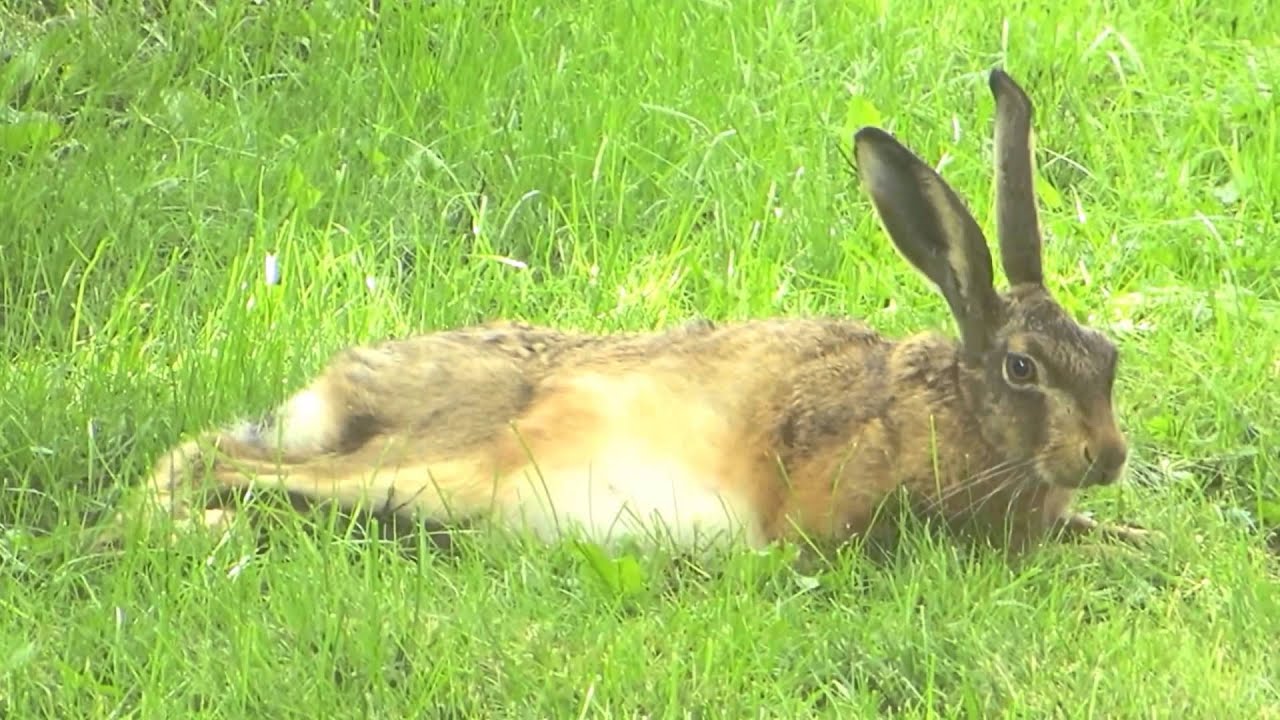 Brown Hare resting in our garden - YouTube