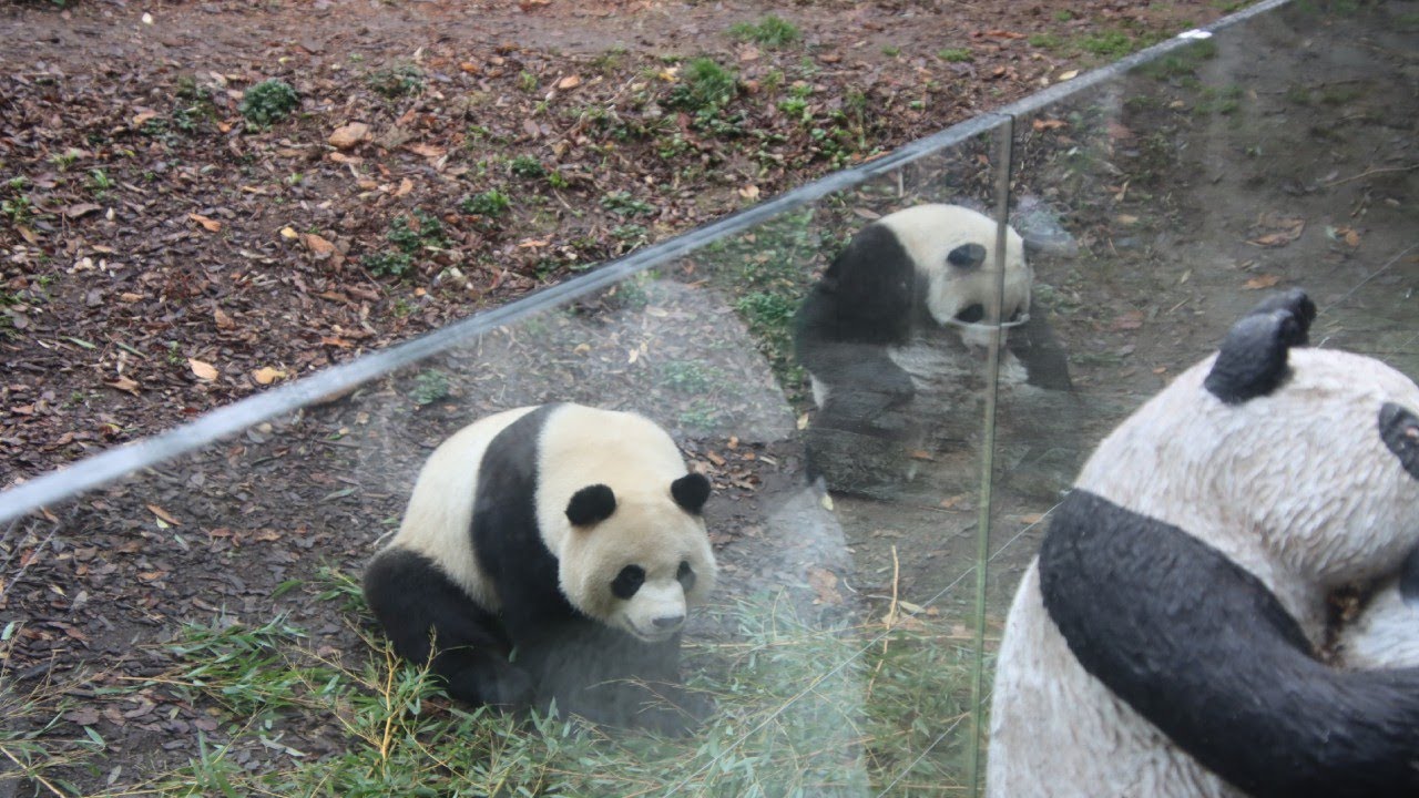 Bao Di & Bao Mei Giant Pandas Pairi Daiza - YouTube