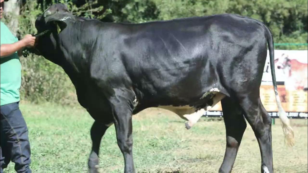 LOTE 15 ZICO EXPECTANT 4030 - YouTube