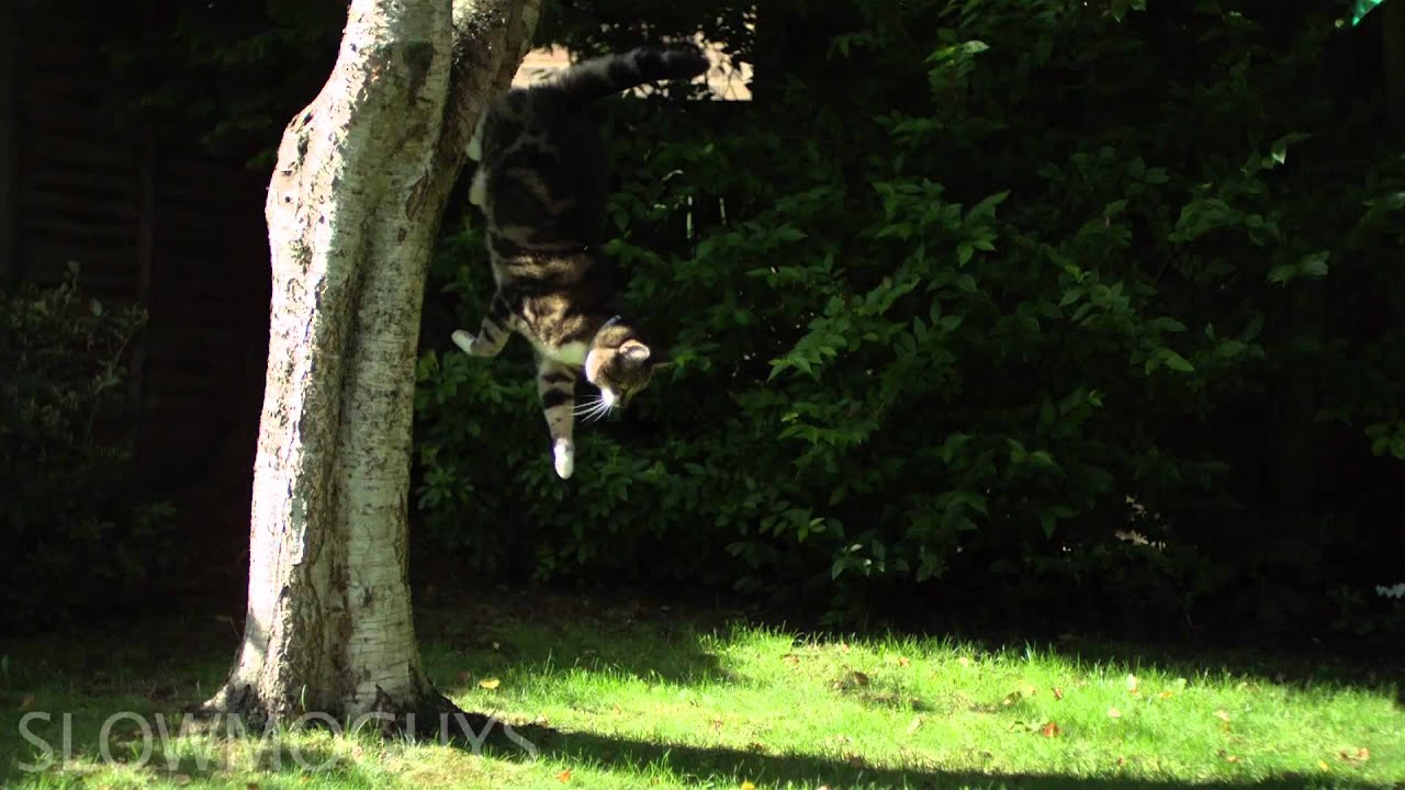 Cat Jumping in Slow Motion - The Slow Mo Guys iEatgreasychicken - YouTube