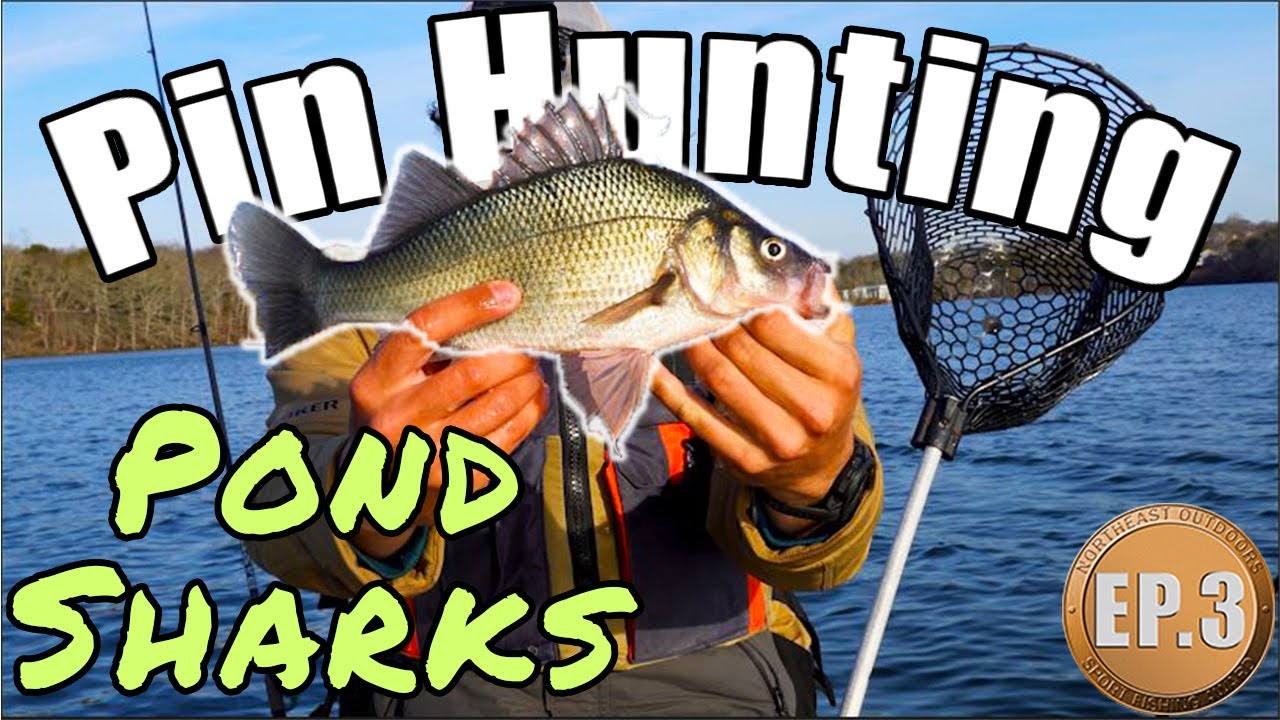 Kayak Fishing for MASSIVE White (Perch Pin Hunting S1 Ep3: Pond Sharks ...
