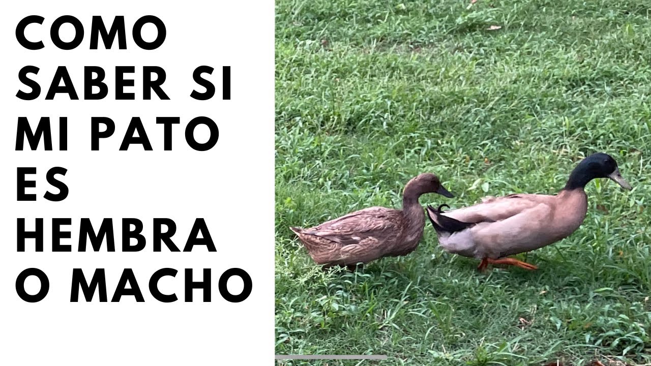 Como saber el sexo de un pato - YouTube