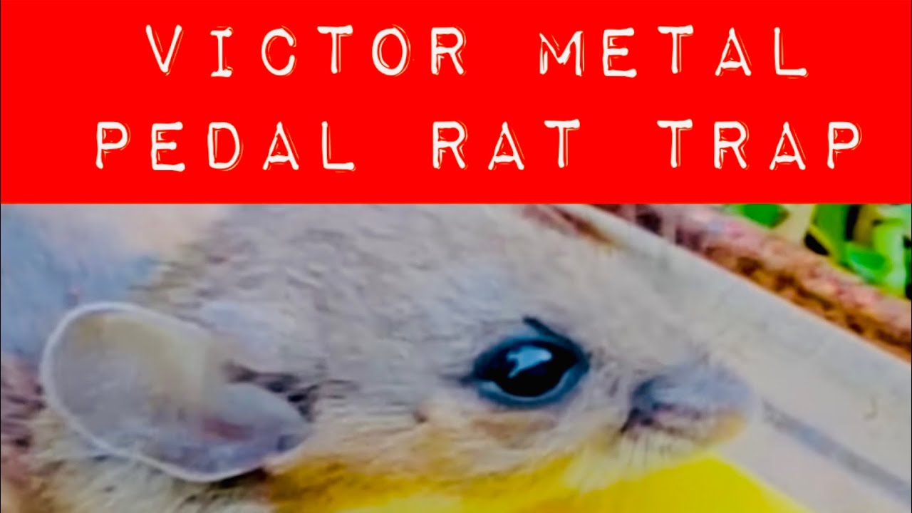 EFFECTIVE VICTOR METAL PEDAL “RAT TRAP” || Instructions On How to Set ...