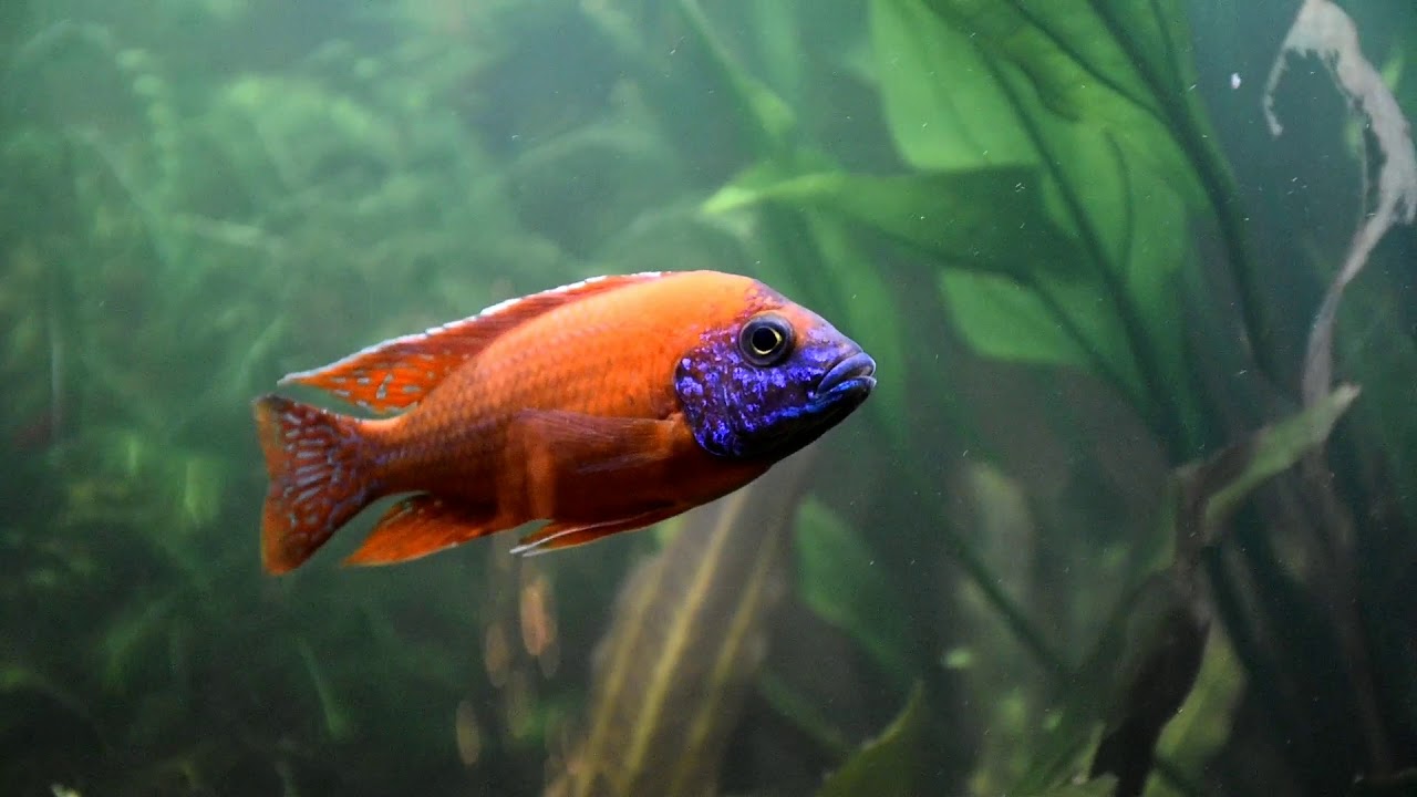 Cichlids, Rainbows, Amazon Plant! 55 gallon planted. - YouTube