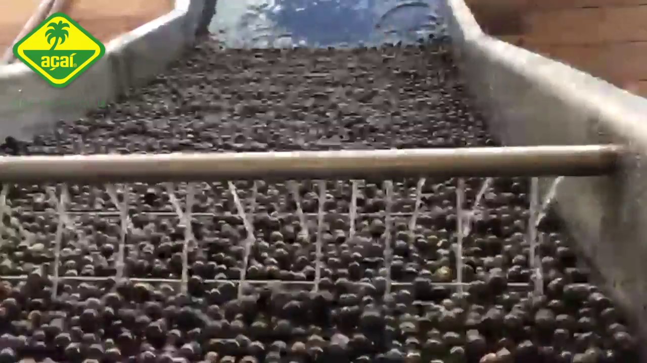 Organic Açaí Harvest 2018 in Pará - Brazil - YouTube