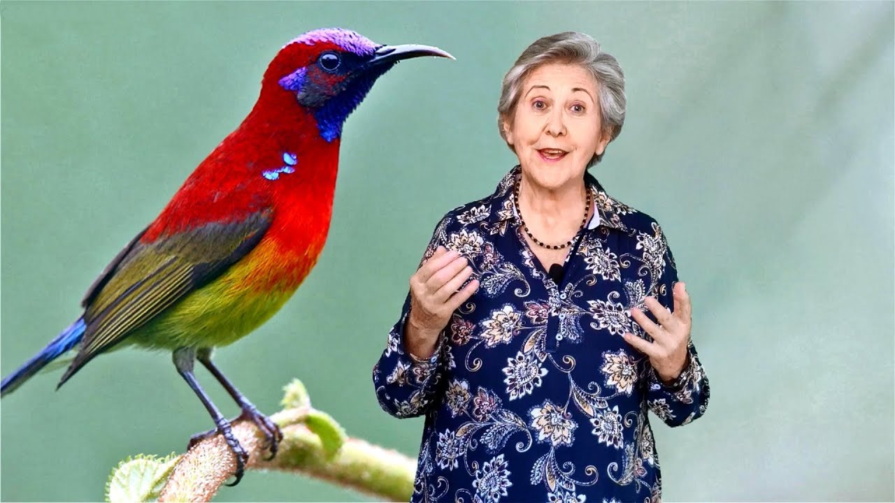 El Pájaro de la Libertad - YouTube