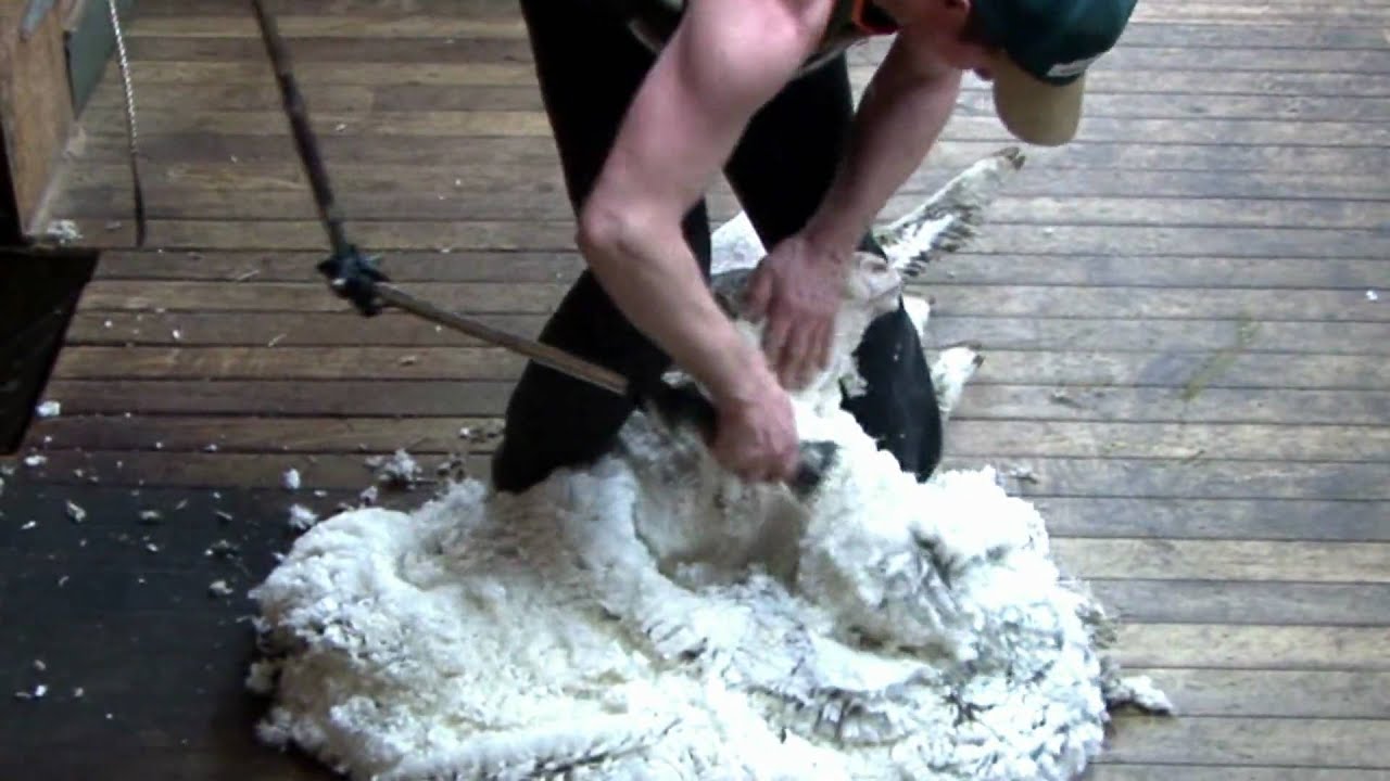 Shearing a Merino - "Sheep Station NZ" taster 09 - YouTube