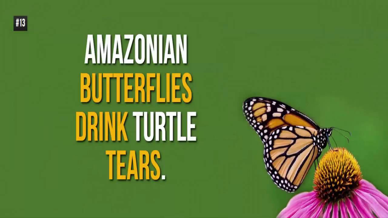 21 Facts Of Tropical RainForest 21 Fascinating Facts About The Amazon 21-facts-of-tropical-rainforest-21-fascinating-facts-about-the-amazon