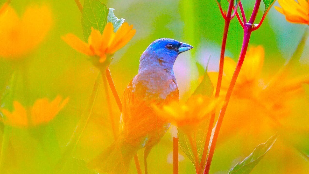 Beautiful Relaxing Hymns, Peaceful Instrumental Music, "Wednesday ...