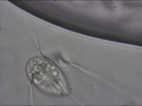 cómo nace entosiphon flagelado - as entosiphon born? flagellated - YouTube