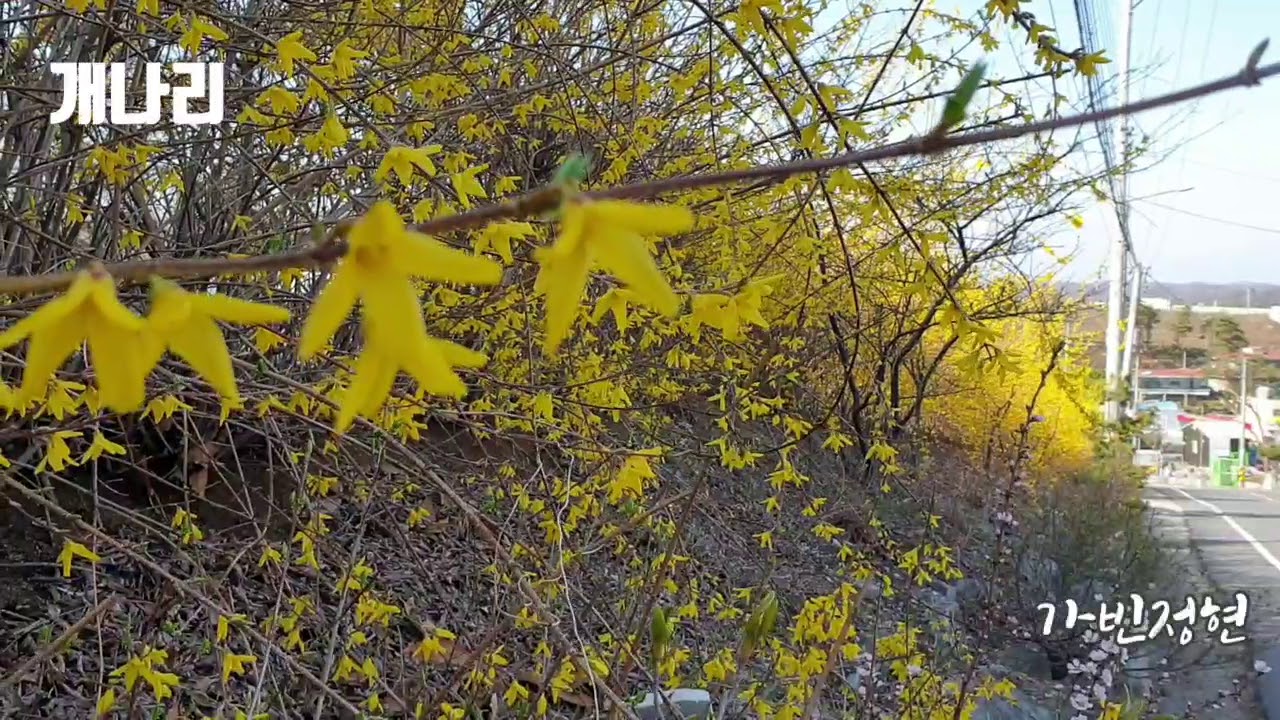 개나리 golden-bell tree / 꽃 FLOWER 2020 / 한국 korea / 안성시 Anseong-city / 꼬빌 ...
