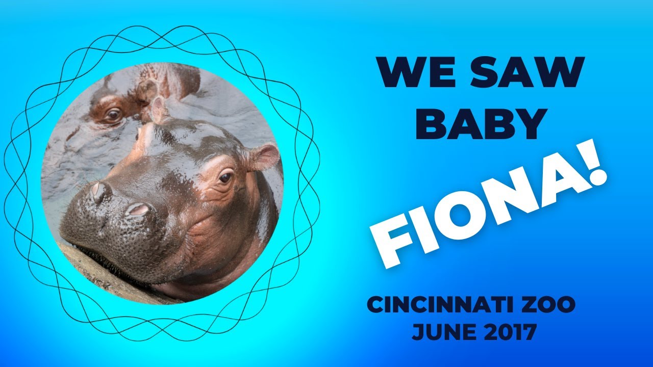 Fiona The Hippo-Cincinnati Zoo June 2017 - YouTube