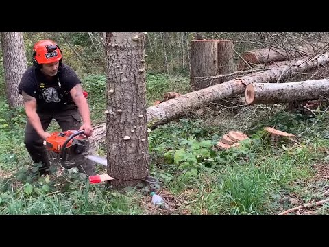 How to cut a tree down - putting the Back cut in first - YouTube