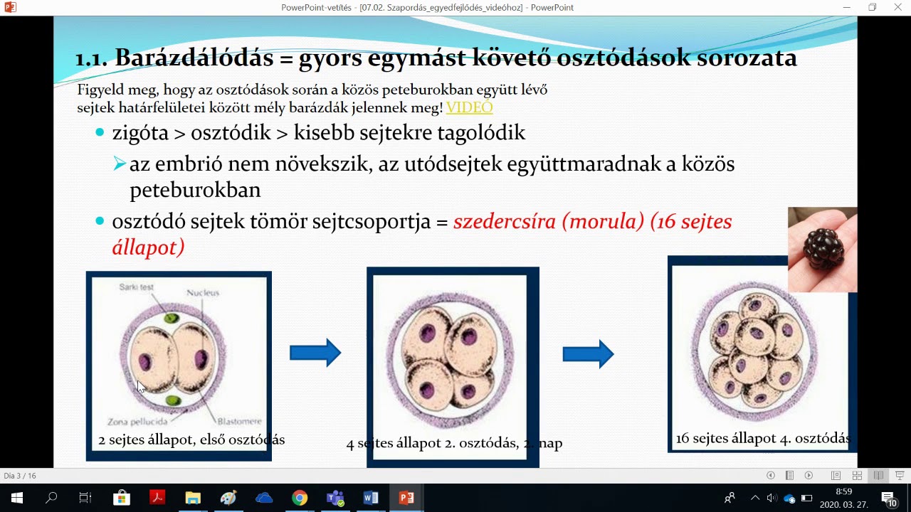 Biológia: Embrionális fejlődés - YouTube