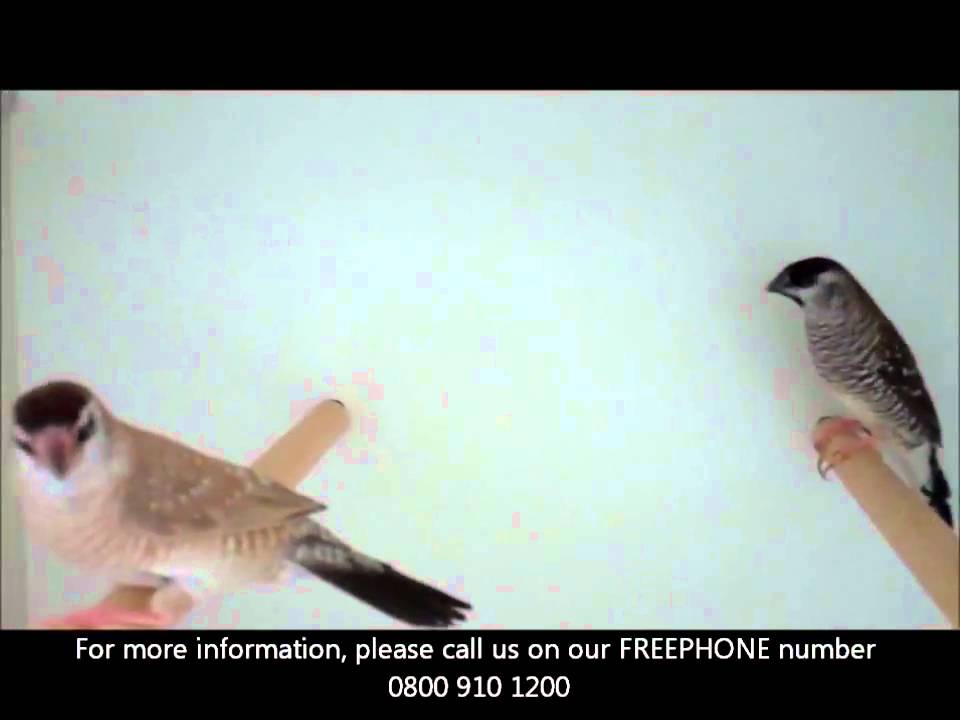 Cherry Finch True Pair 11/05/2011 - YouTube