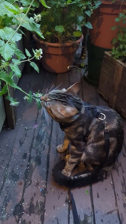 Chen-ya enjoying catnip on the balcony - YouTube