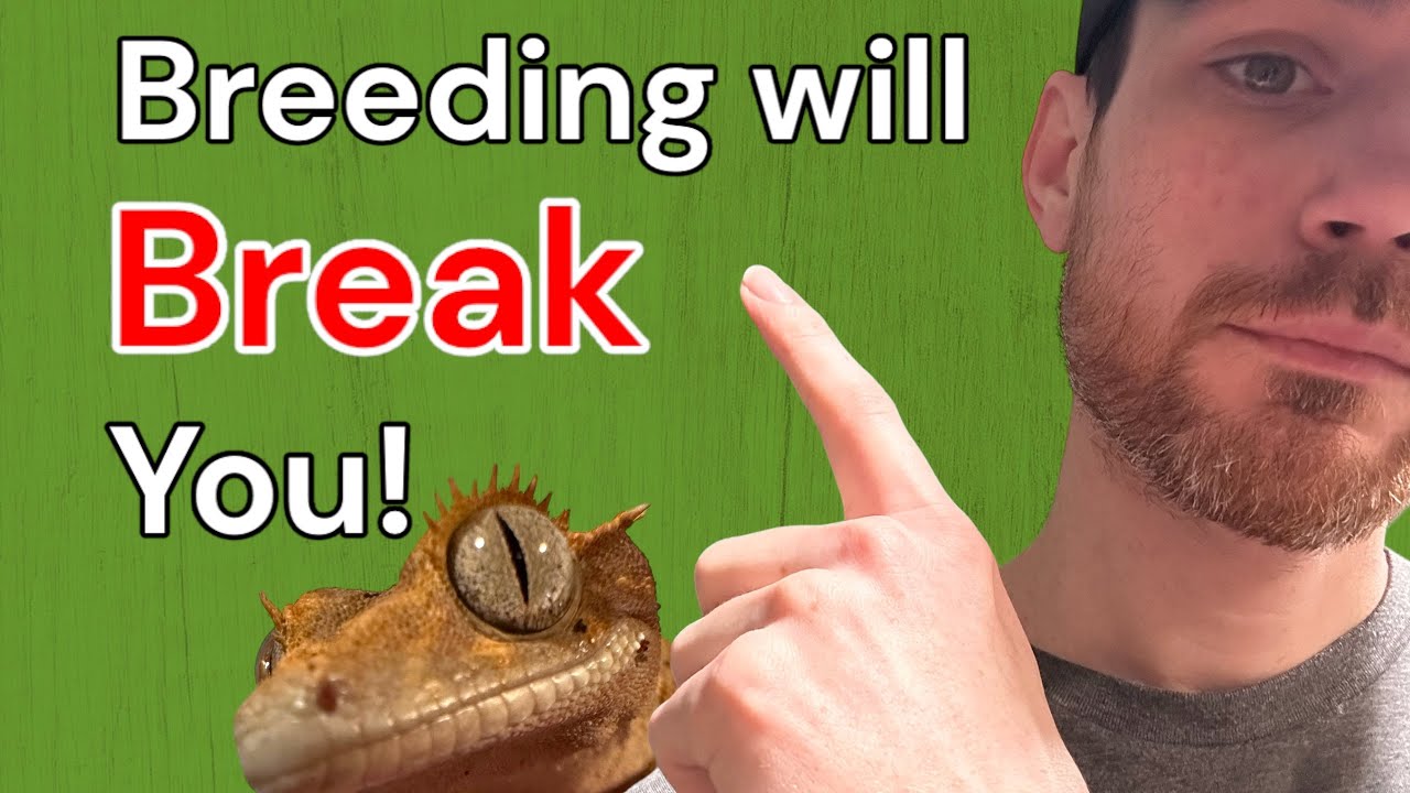 Breeding Crested Geckos will BREAK you!! - YouTube