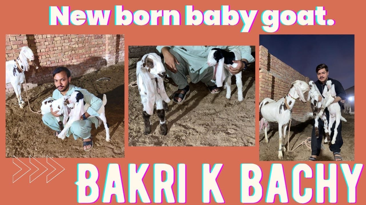 "Bakri K Cute Bachay Farm Pr Aaye – Aap Bhi Dekhein!" - YouTube