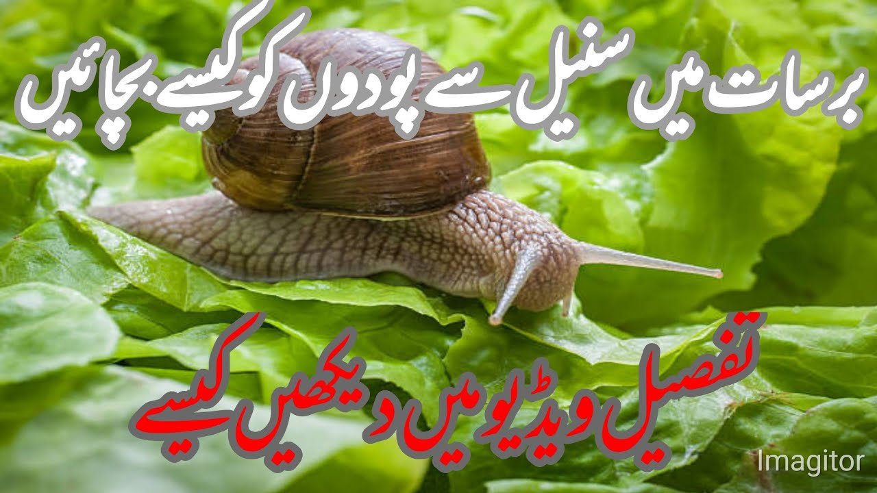 how to kill slugs and snail's very easy at home - YouTube