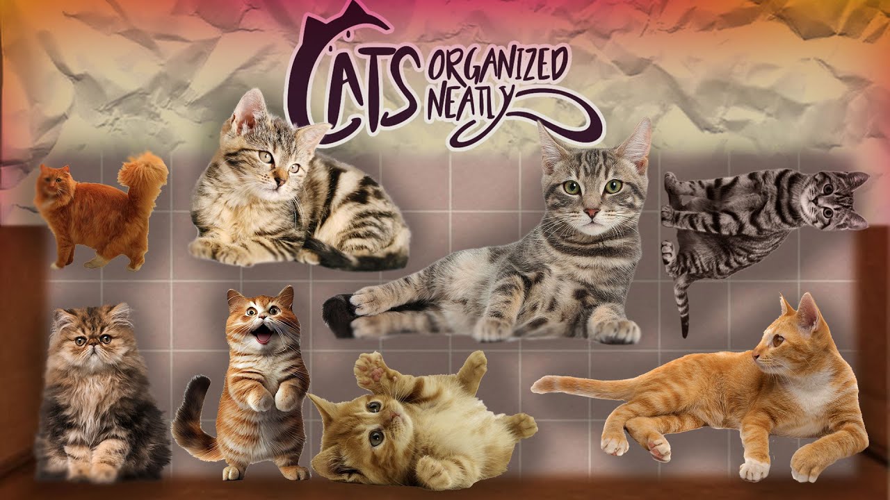 One Kitty at a Time | Cats Organised Neatly - YouTube