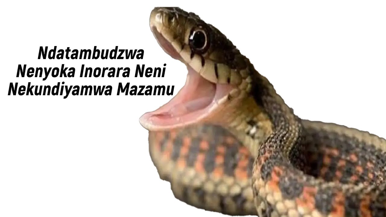 Ndatambudzwa Nenyoka Inorara Neni Nekundiyamwa Mazamu - YouTube