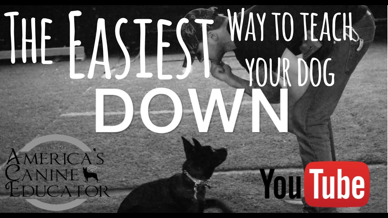 Teaching your dog the down Command - Dog Training with America's Canine ...