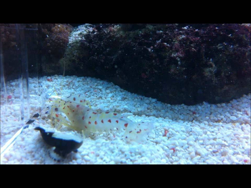 Extremely rare white cap goby and shrimp (Lotilia graciliosa) - YouTube