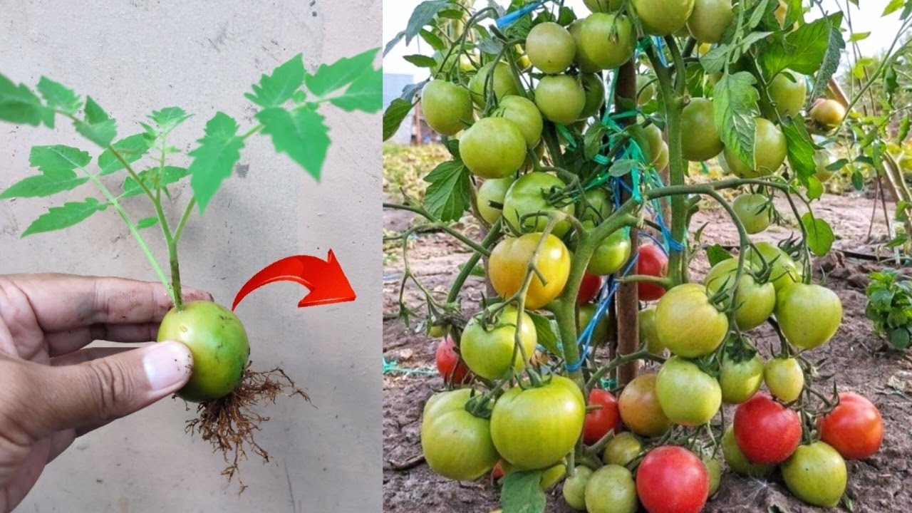 New skills! Grafting a tomatoes tree from tomato fruit in pots - YouTube