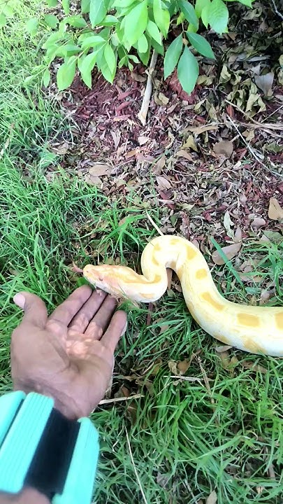 BURMESE Python handling tips #burmesepythons #filmoramobile #snake ...