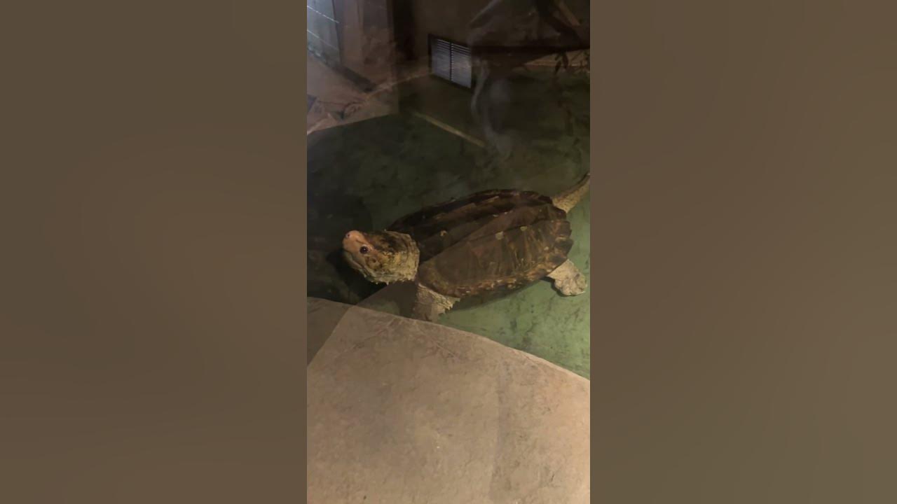 Huge alligator snapping turtle! #reptiles #turtle - YouTube