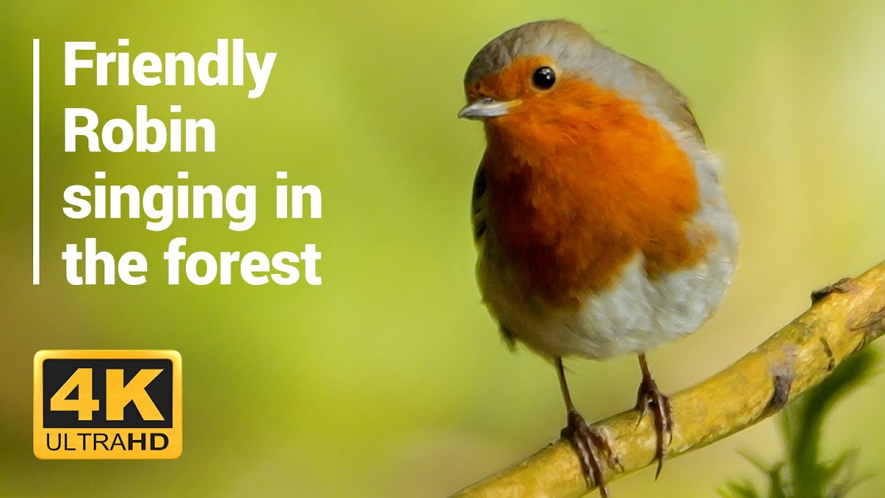 Birds Singing - Robin singing a sweet song #birdsounds - YouTube