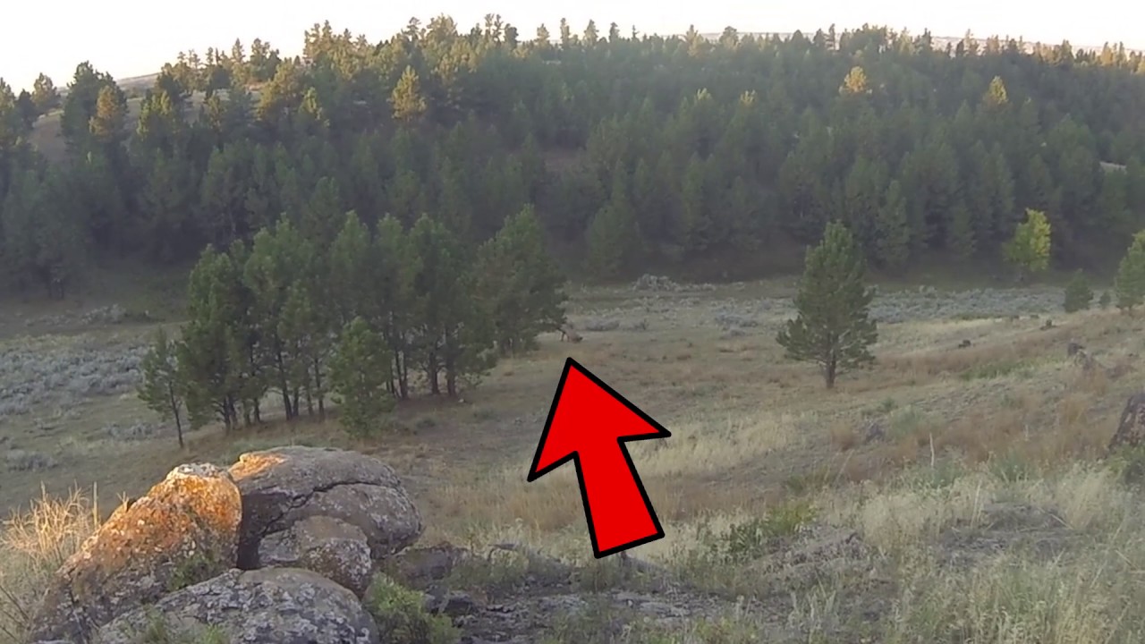 Wyoming Big Bull Elk Hunt @ SKYLINE OUTFITTERS - YouTube