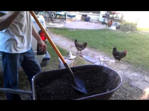 Preparing soil for Moringa Trees - YouTube
