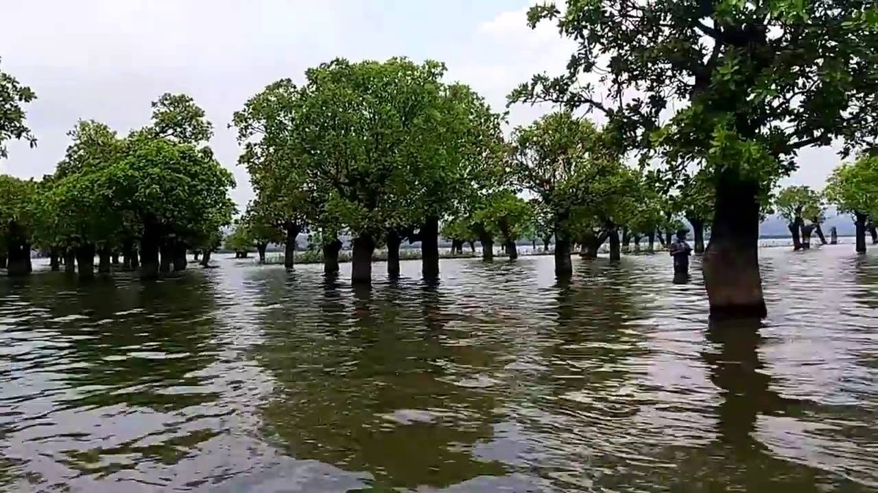 হিজল বাগান | টাঙ্গুয়ার হাওড় | সুনামগঞ্জ | Hijol (Barringtonia) Tree ...